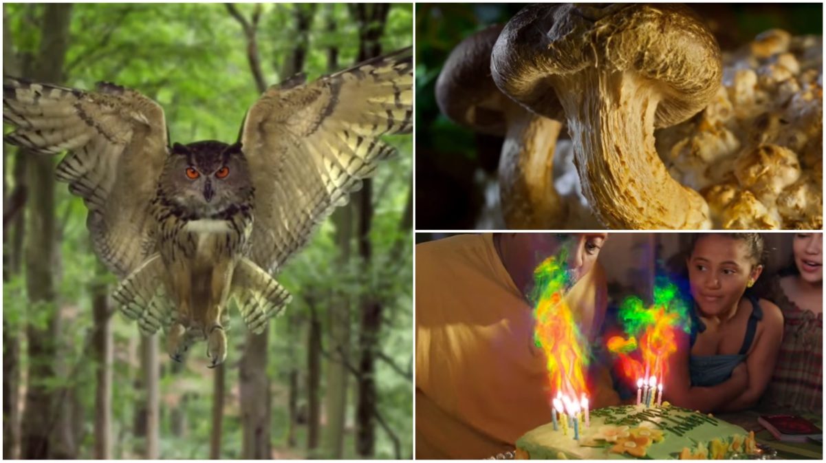 Seeing an Unseeable World - nJoy Vision